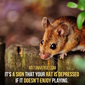 11 Tell-Tale Signs Your Rat Is Depressed And Sad - RatUniverse
