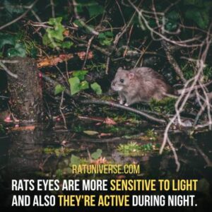 7 Mind-Blowing Reasons Why Are Rats Eyes Red - RatsUniverse