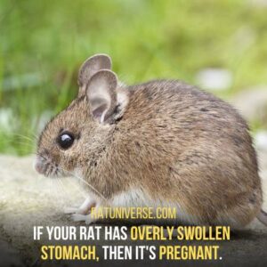 12 Clear Signs For How To Tell If A Rat Is Pregnant - RatUniverse