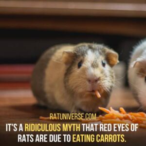 7 Mind-Blowing Reasons Why Are Rats Eyes Red - RatsUniverse